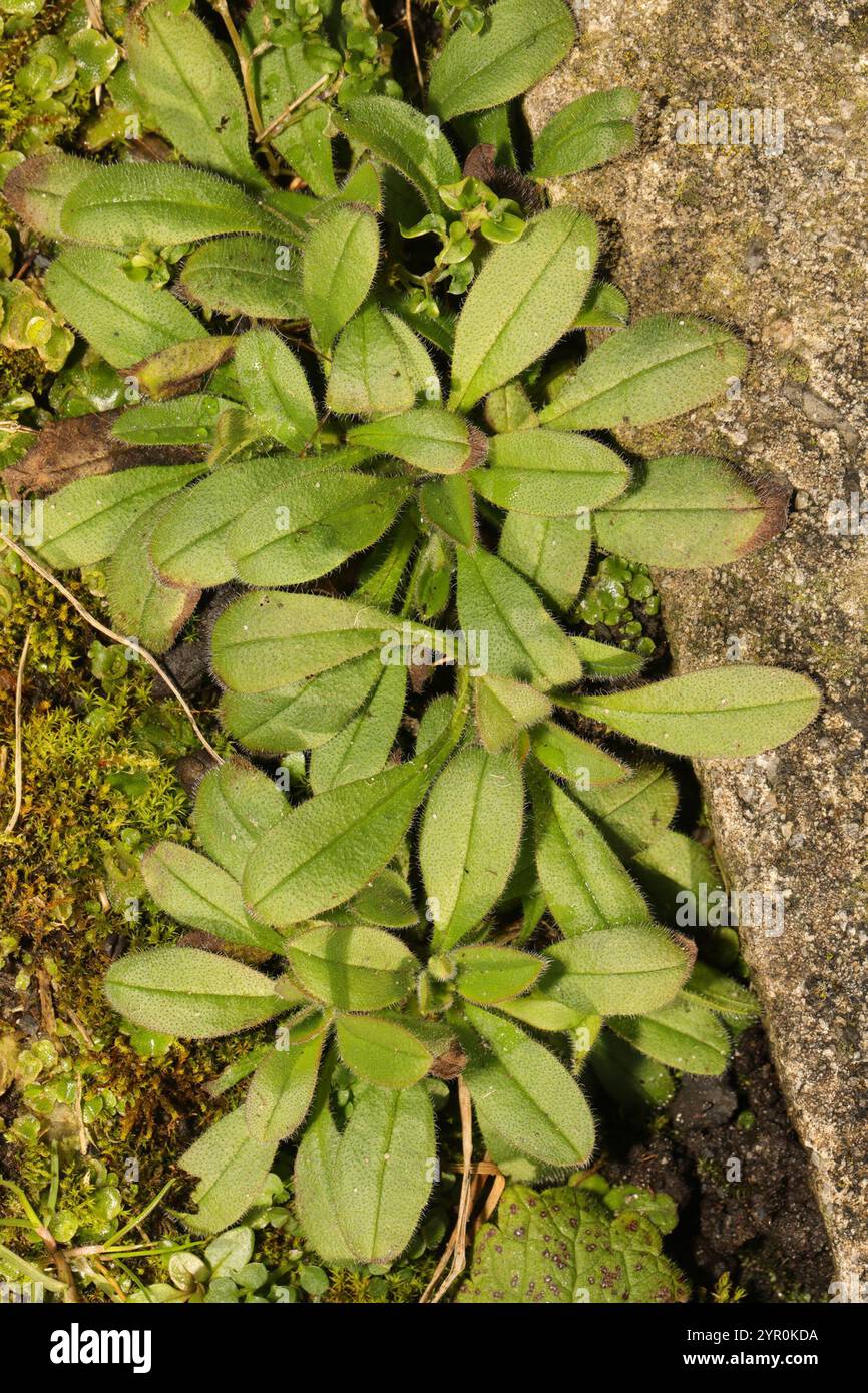Common mouse-ear chickweed (Cerastium fontanum Stock Photo - Alamy