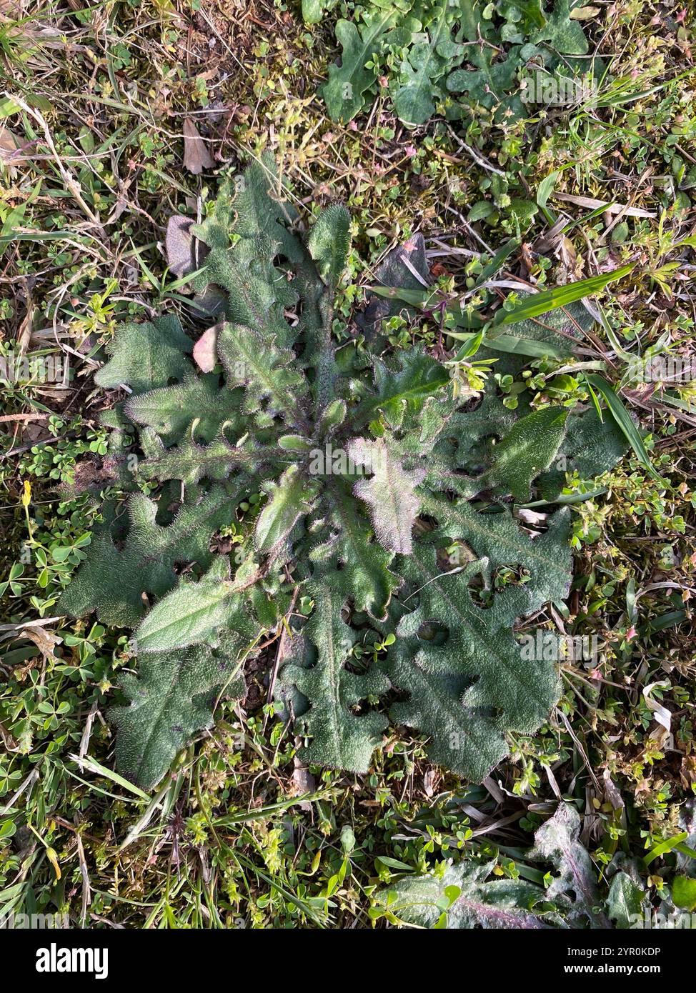 Common Cat's-ear (Hypochaeris radicata Stock Photo - Alamy