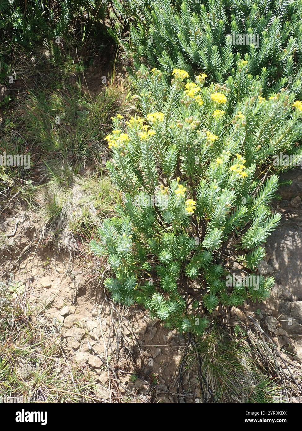 Mt Currie True-Eye (Euryops tysonii Stock Photo - Alamy