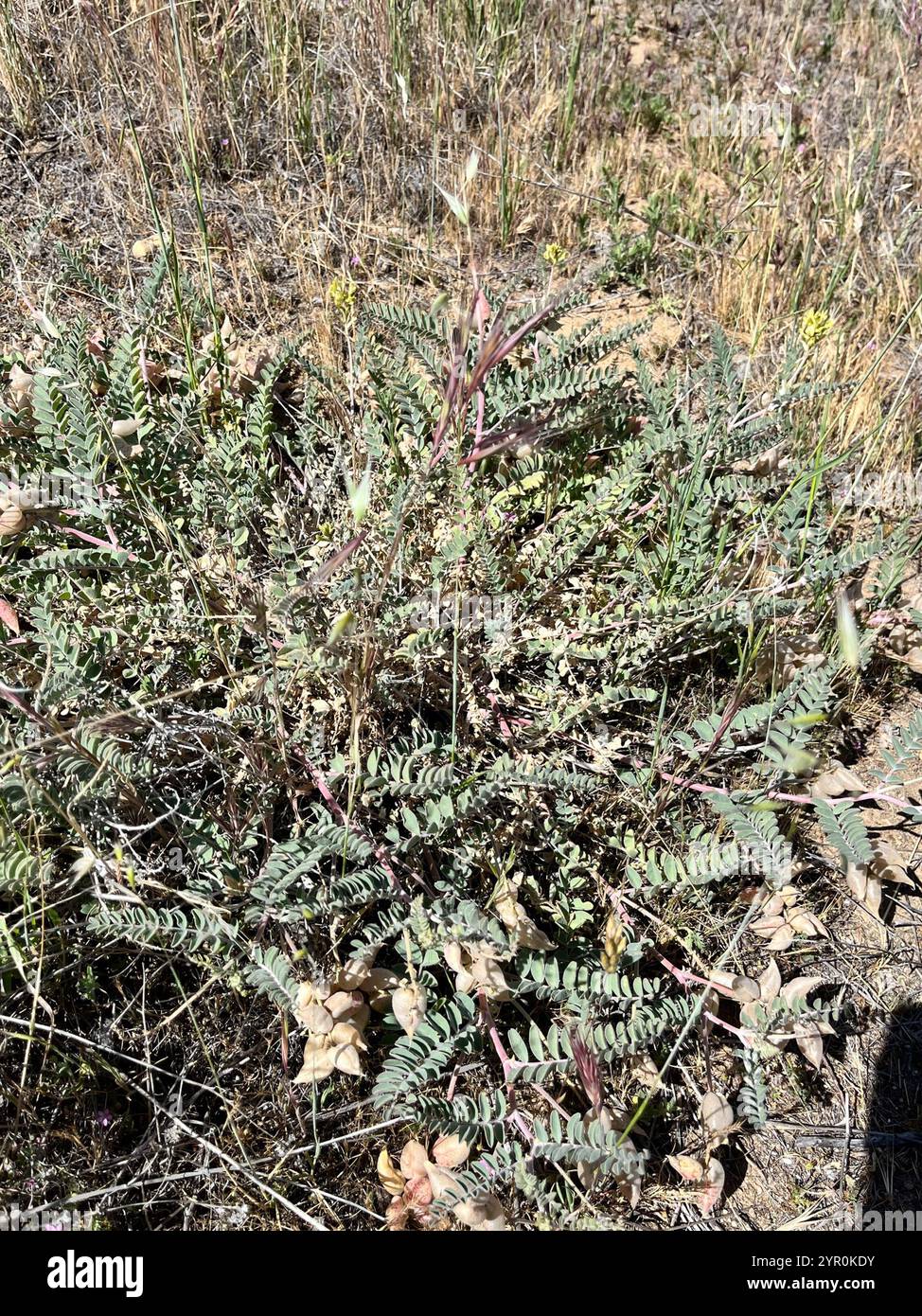 black-hair locoweed (Astragalus lentiginosus nigricalycis Stock Photo ...