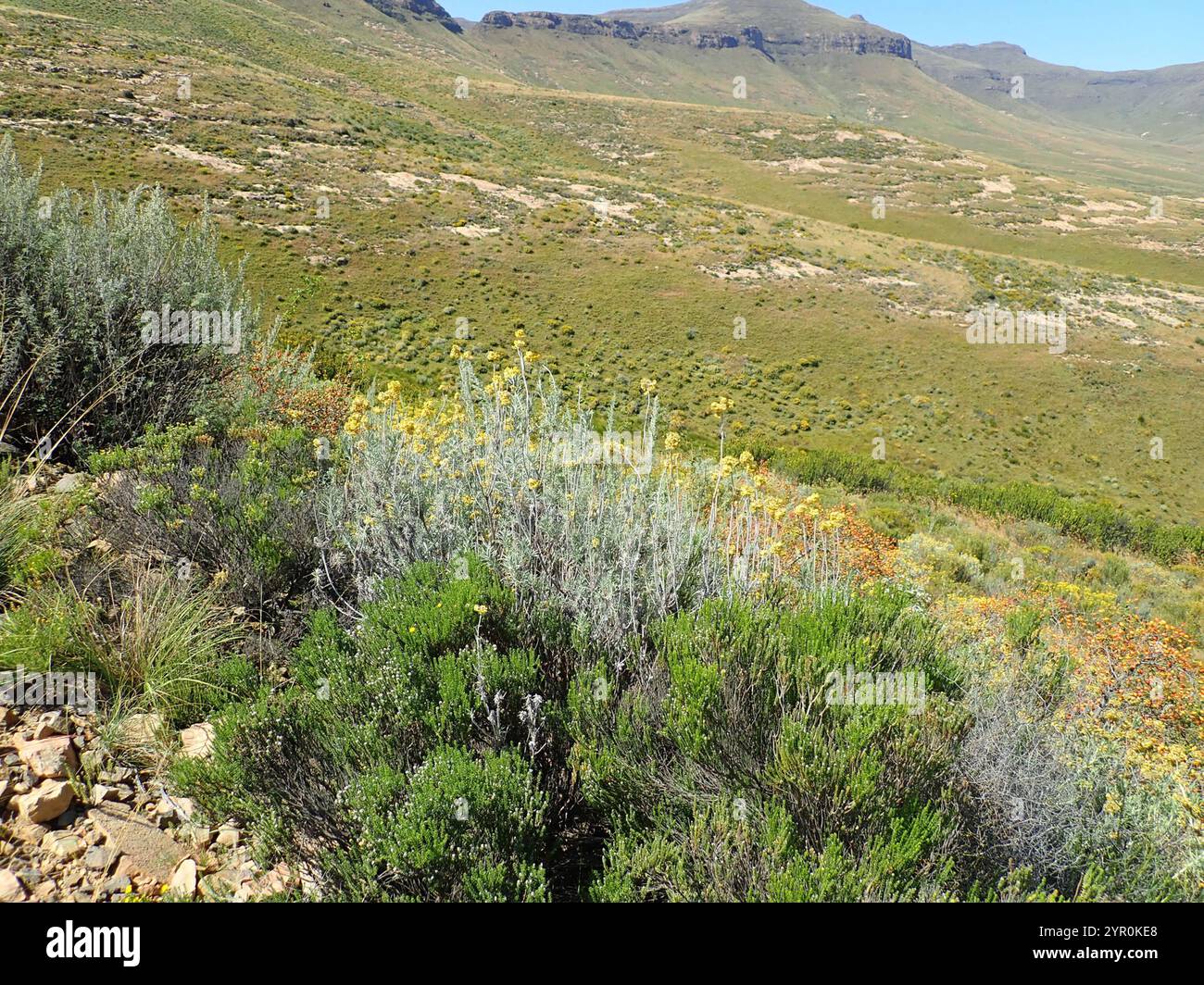 Cape Gold Everlasting (Helichrysum splendidum Stock Photo - Alamy