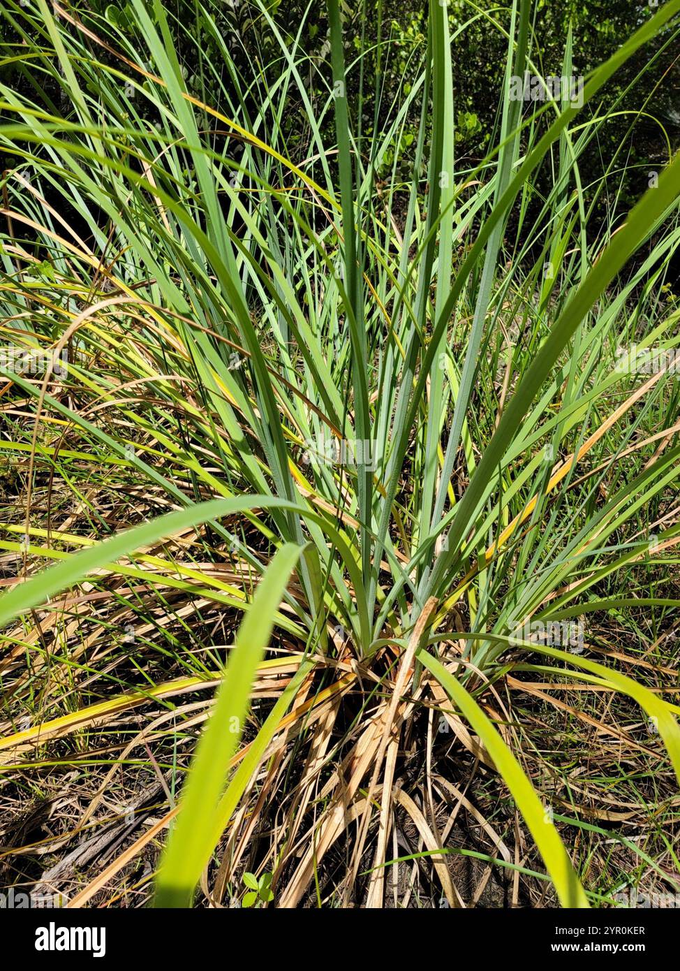 grasses, sedges, cattails, and allies (Poales Stock Photo - Alamy
