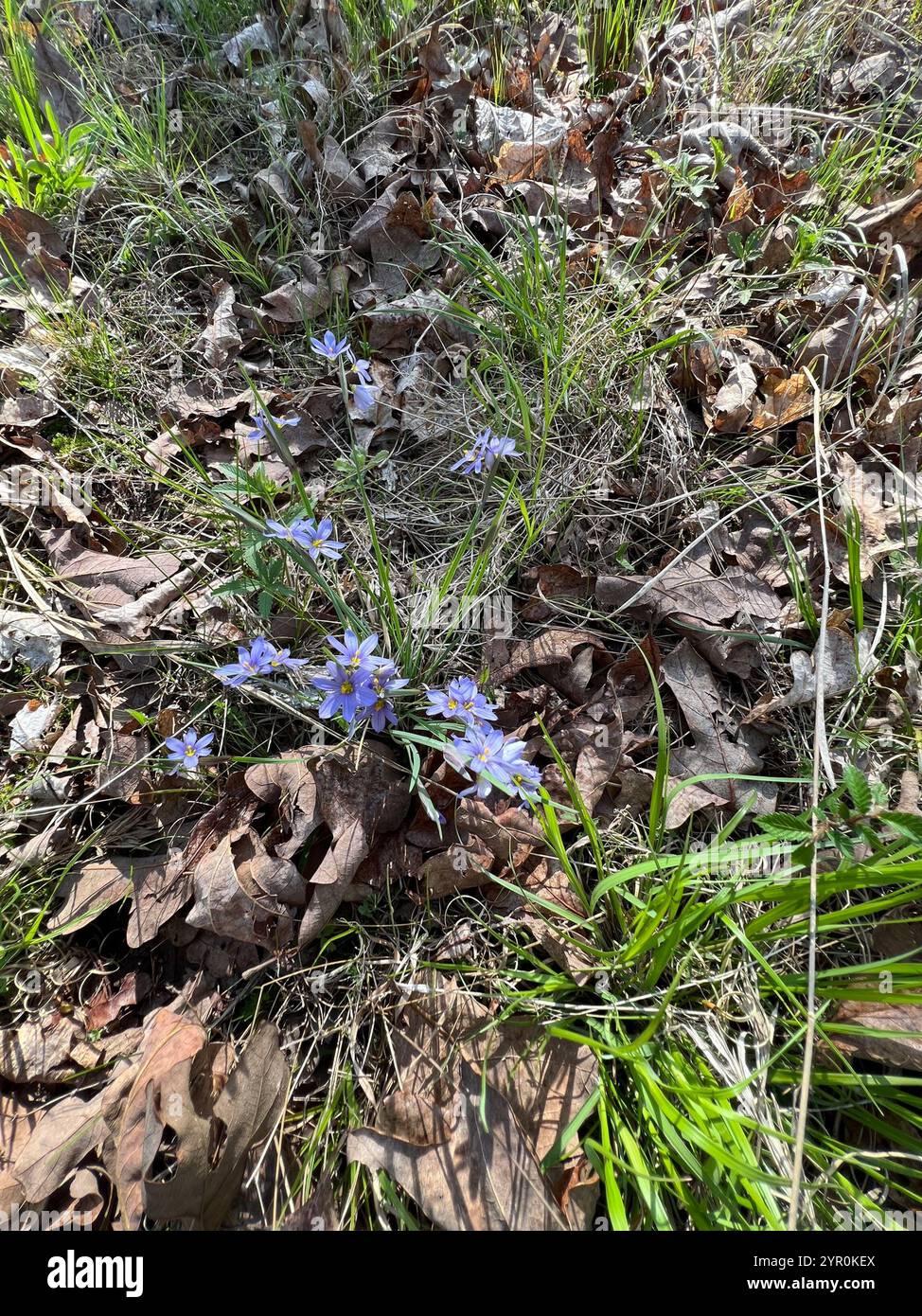 prairie blue-eyed grass (Sisyrinchium campestre Stock Photo - Alamy