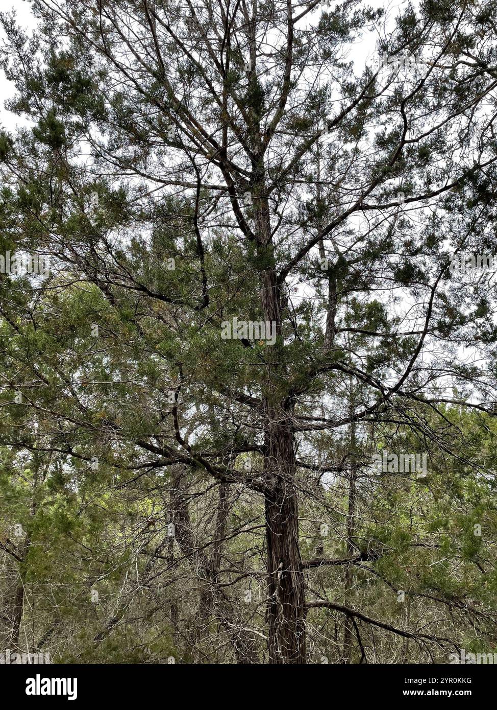 Ashe juniper (Juniperus ashei Stock Photo - Alamy