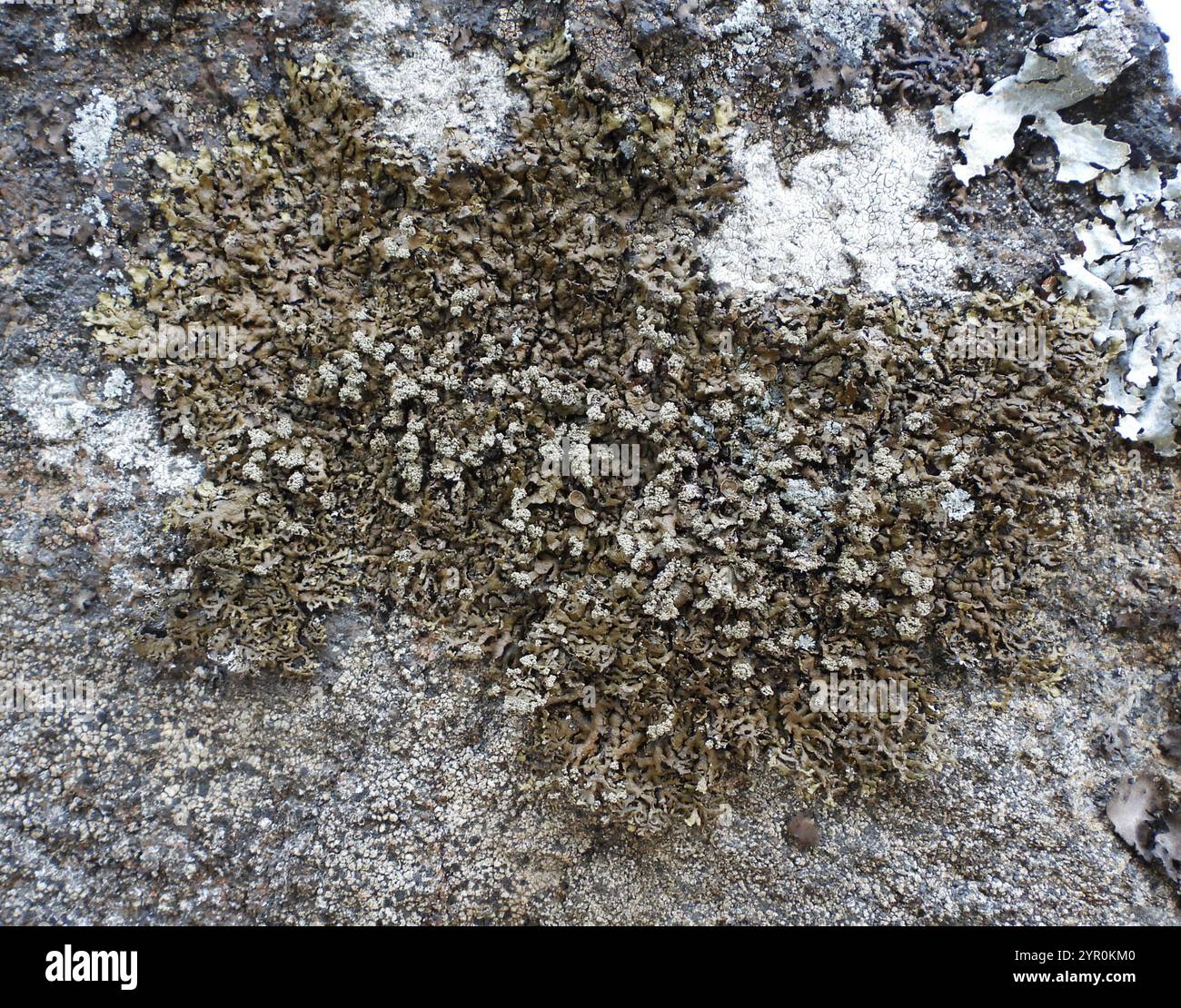 Blistered Camouflage Lichen (Xanthoparmelia loxodes Stock Photo - Alamy