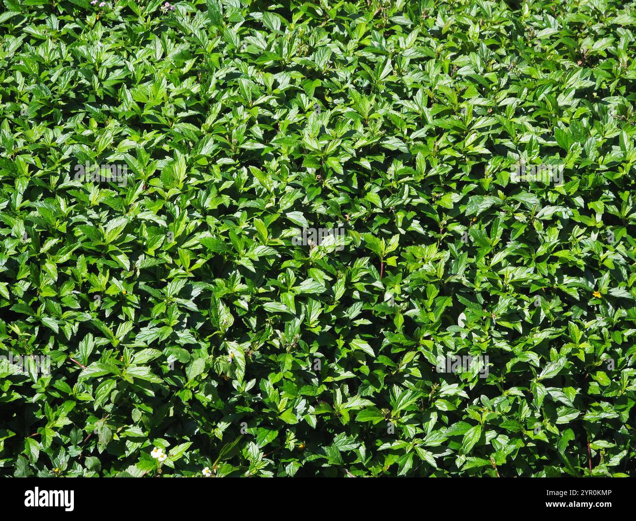 trailing daisy (Sphagneticola trilobata Stock Photo - Alamy