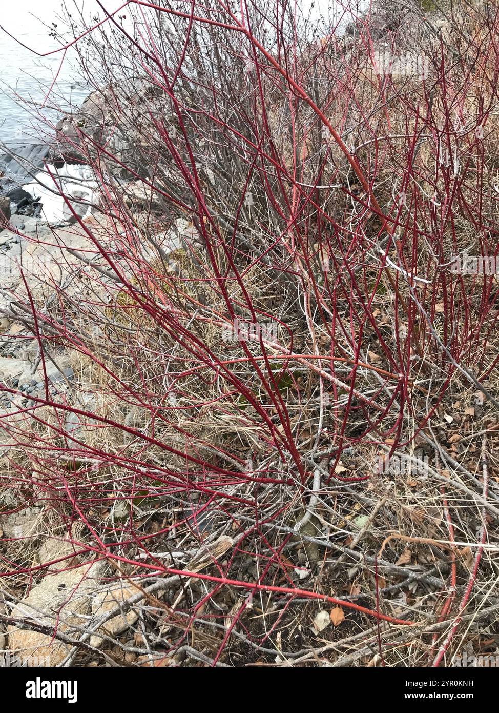 red osier dogwood (Cornus sericea Stock Photo - Alamy