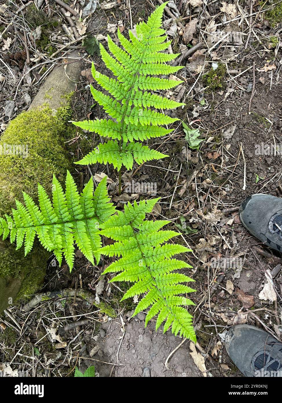 wood ferns (Dryopteris Stock Photo - Alamy