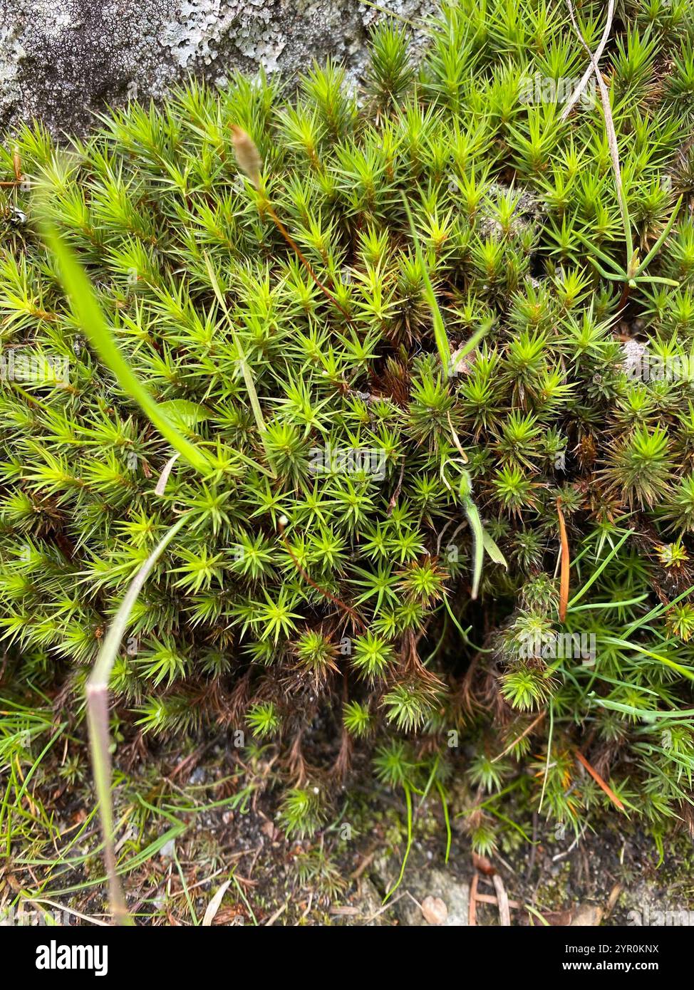 juniper haircap moss (Polytrichum juniperinum Stock Photo - Alamy