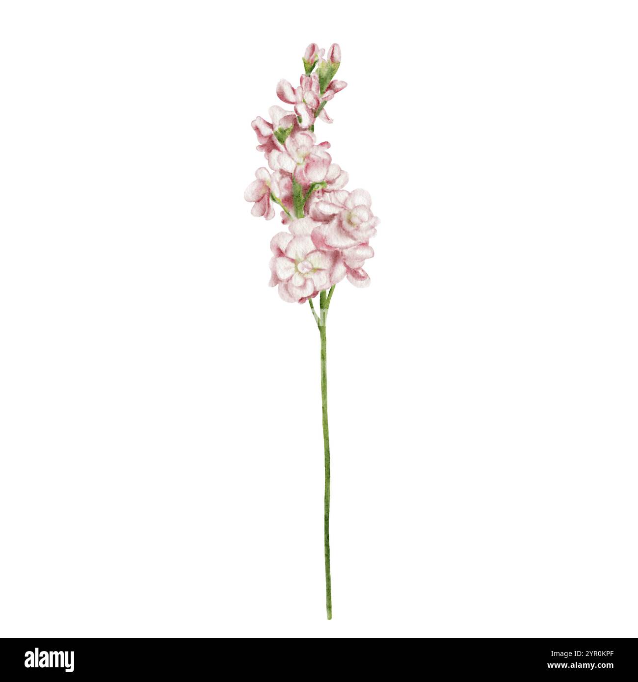 Matthiola long petal hi-res stock photography and images - Alamy