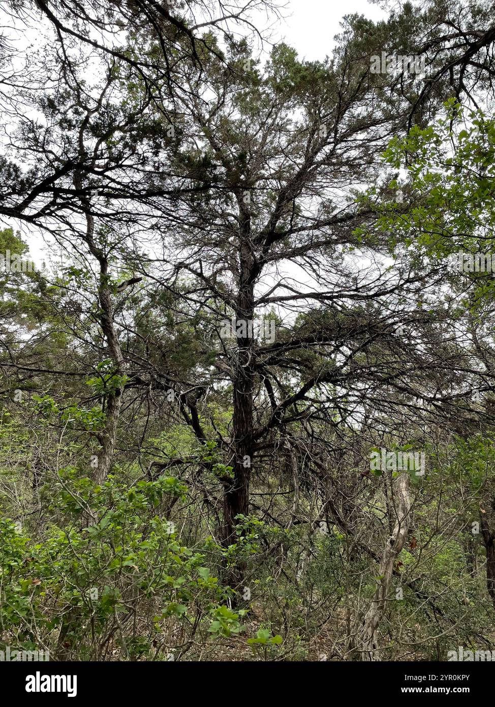 Ashe juniper (Juniperus ashei Stock Photo - Alamy