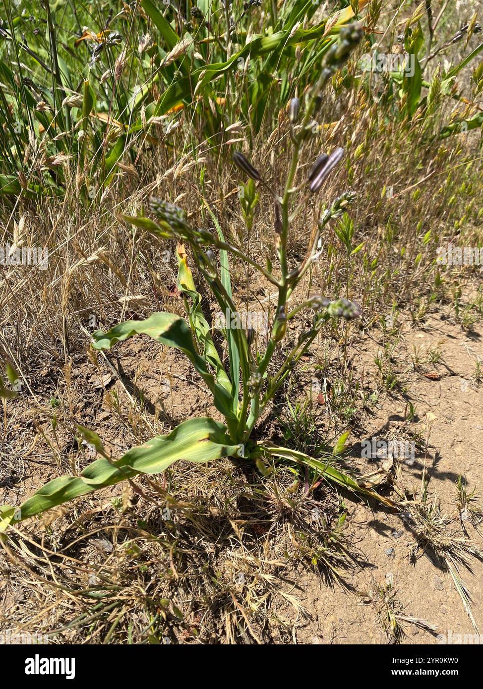 wavy-leafed soap plant (Chlorogalum pomeridianum Stock Photo - Alamy