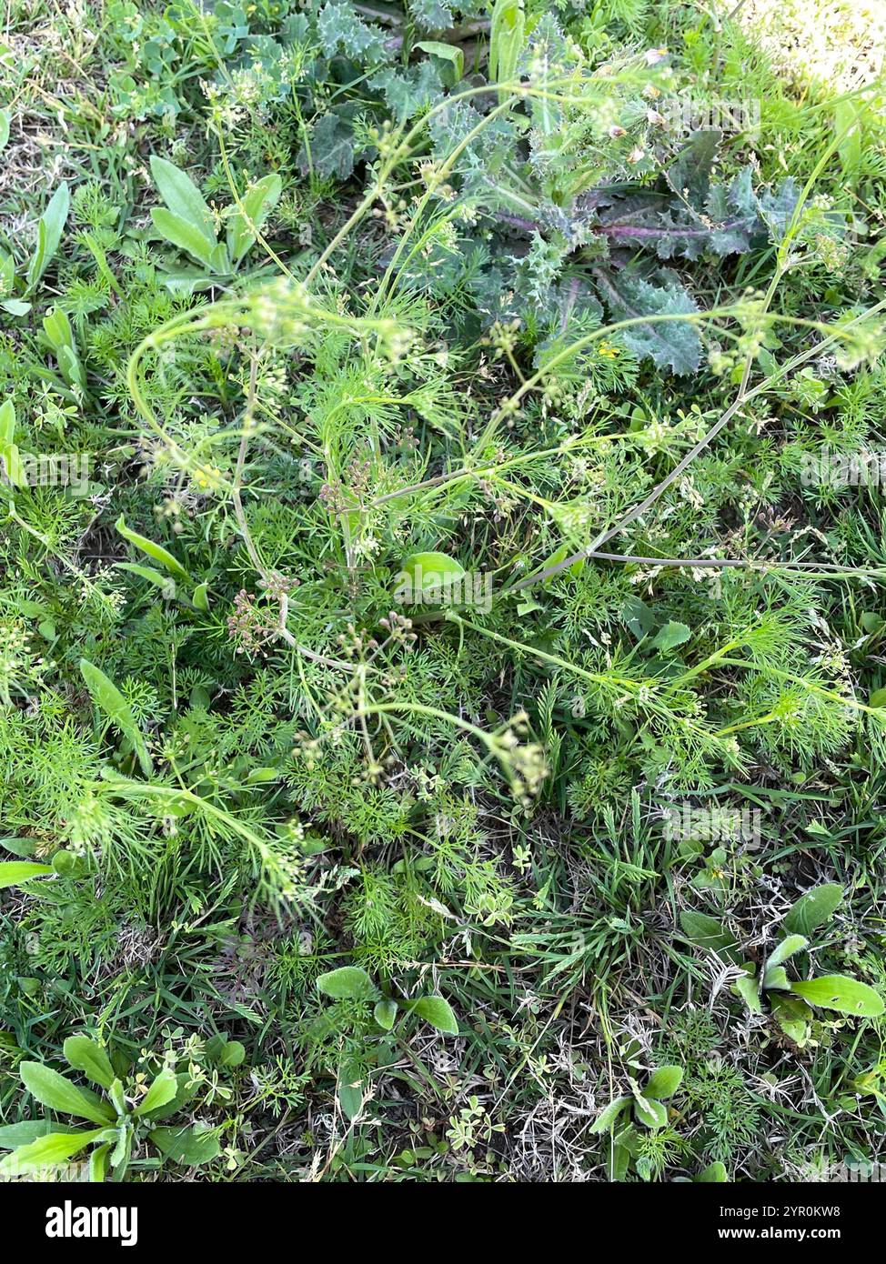 Leptophyllum hi-res stock photography and images - Alamy
