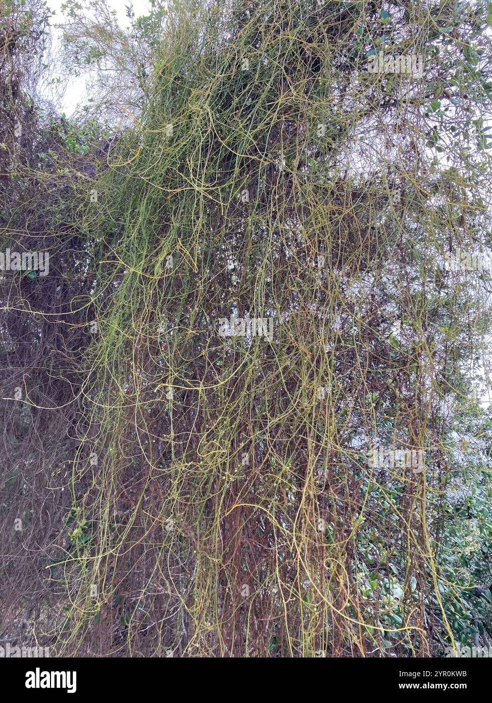 laurel dodder (Cassytha filiformis Stock Photo - Alamy