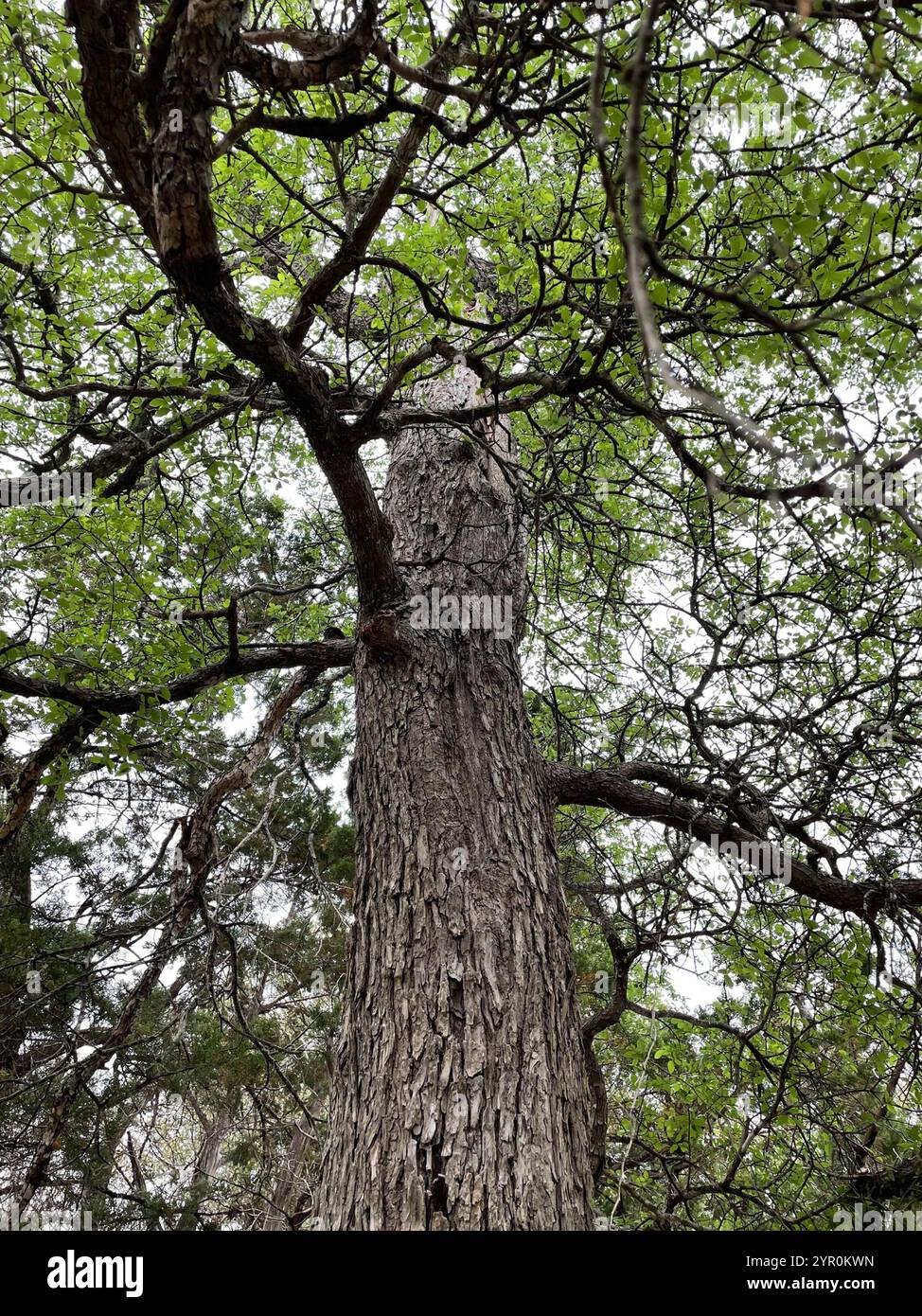 Cedar Elm (Ulmus crassifolia Stock Photo - Alamy