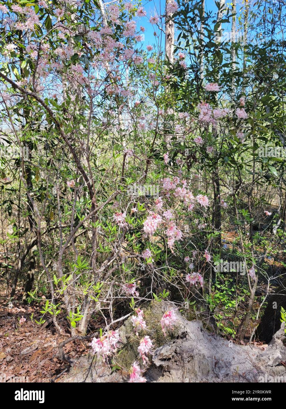 rhododendrons and azaleas (Rhododendron Stock Photo - Alamy