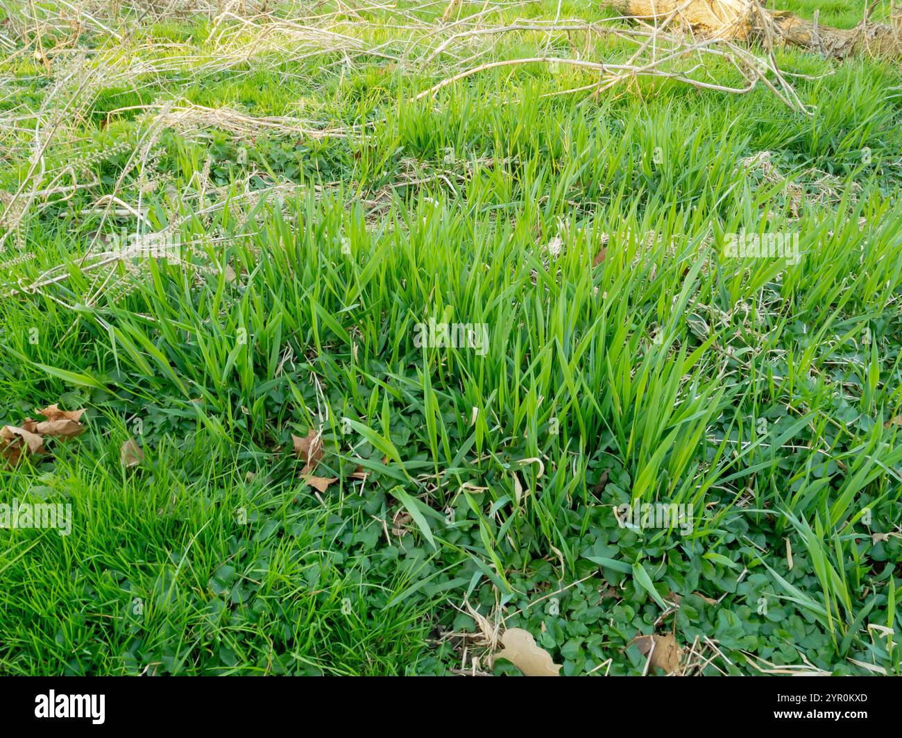 reed canary grass (Phalaris arundinacea Stock Photo - Alamy
