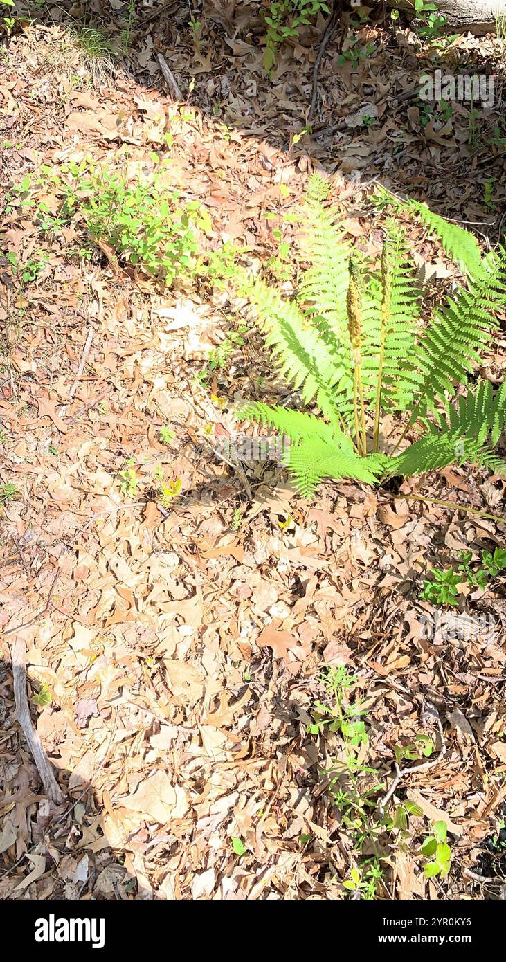 cinnamon fern (Osmundastrum cinnamomeum Stock Photo - Alamy