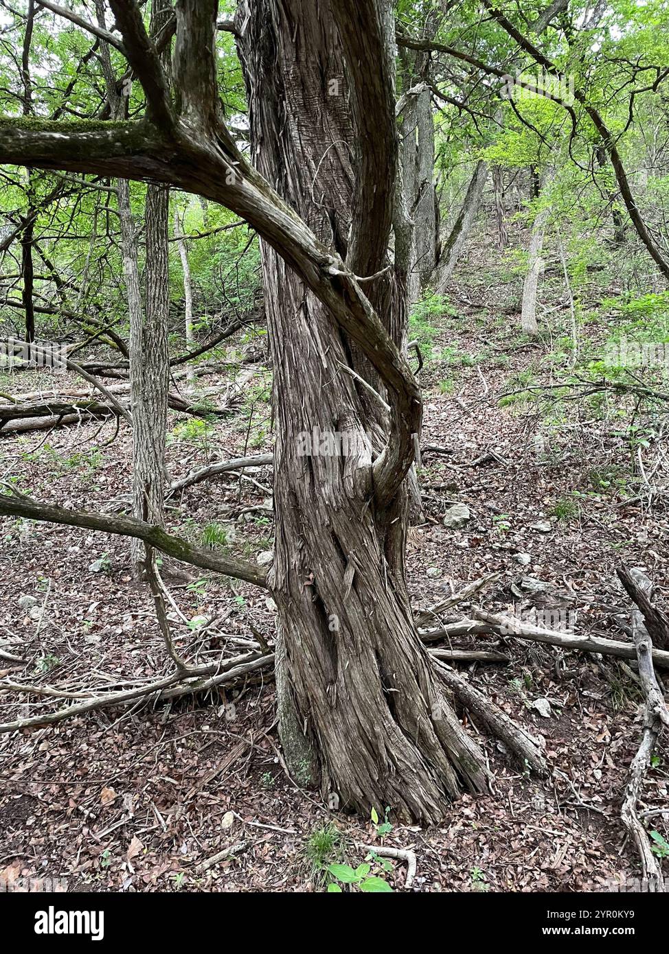 Ashe juniper (Juniperus ashei Stock Photo - Alamy