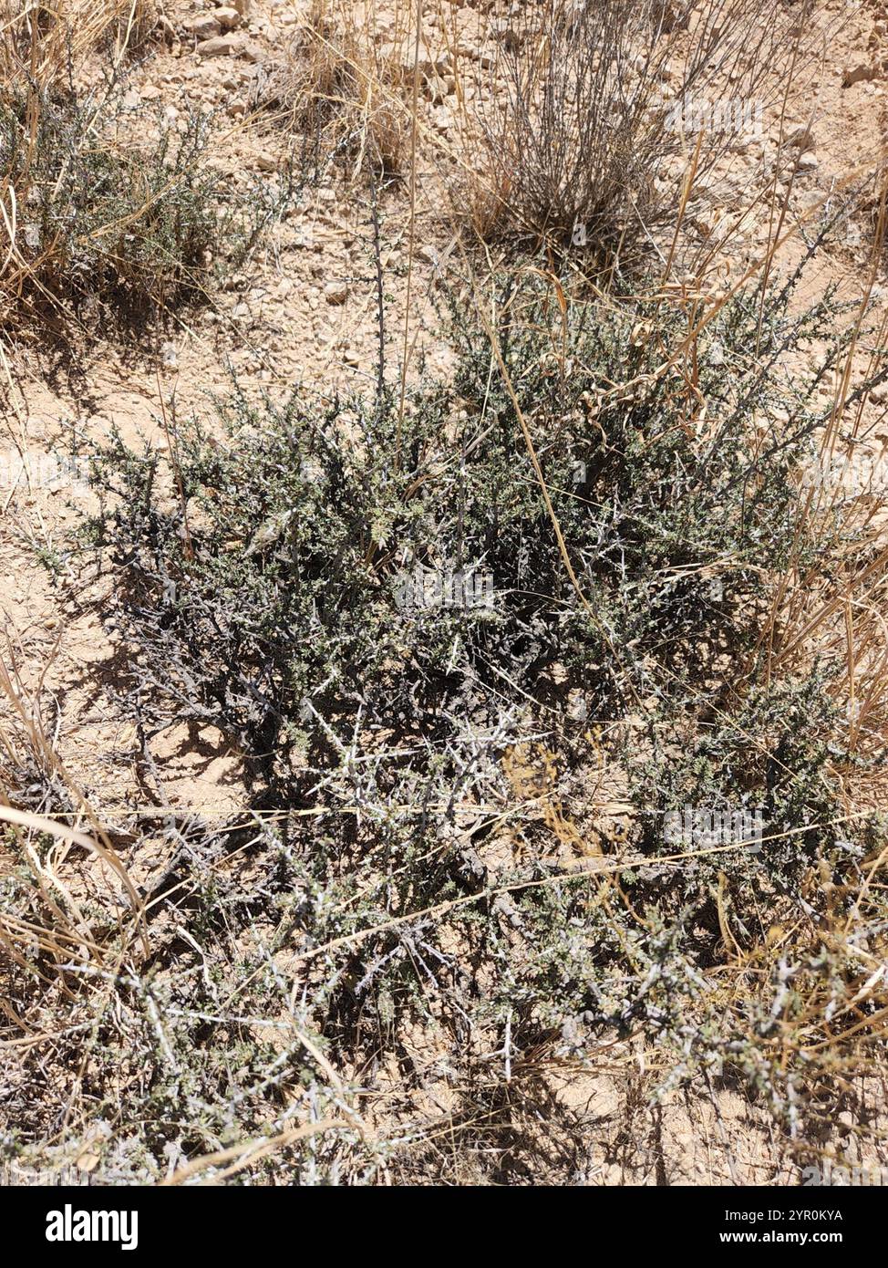 little buckthorn (Condalia ericoides Stock Photo - Alamy