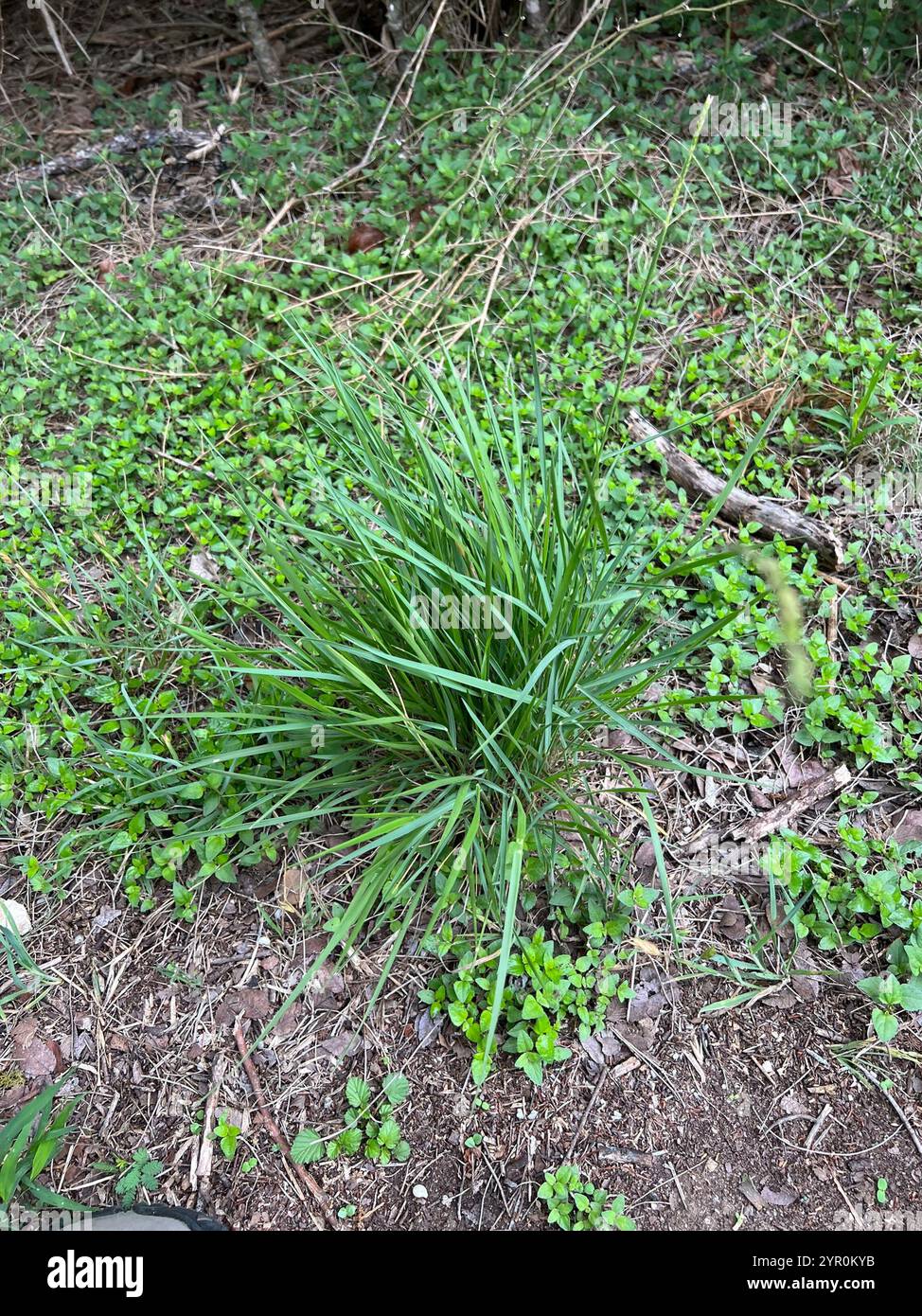Texas cup grass (Eriochloa sericea Stock Photo - Alamy