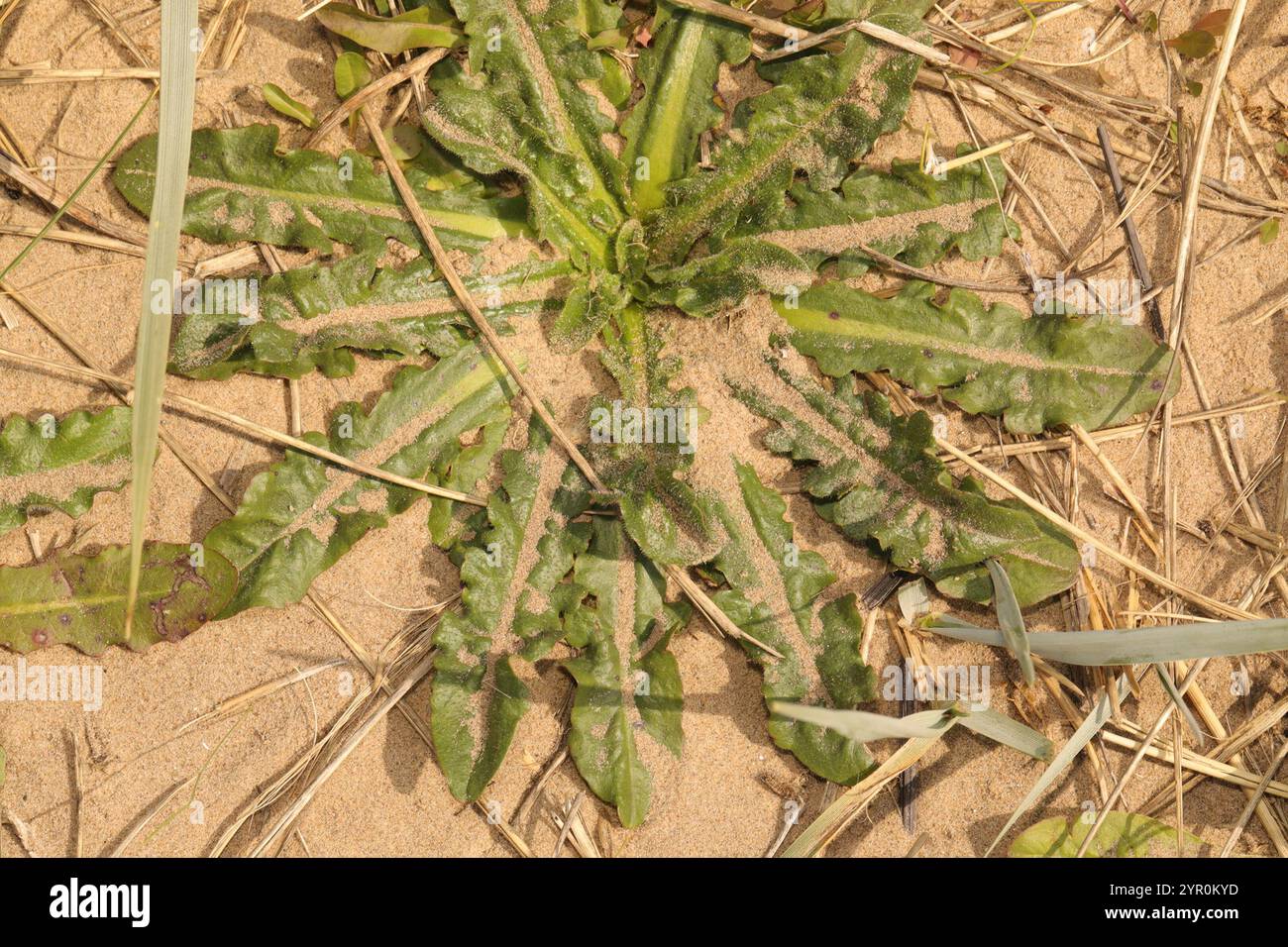 Common Cat's-ear (Hypochaeris radicata Stock Photo - Alamy
