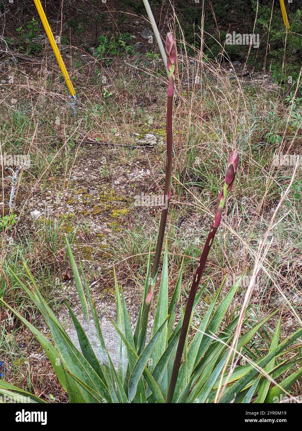 Twisted-leaf Yucca (Yucca rupicola Stock Photo - Alamy