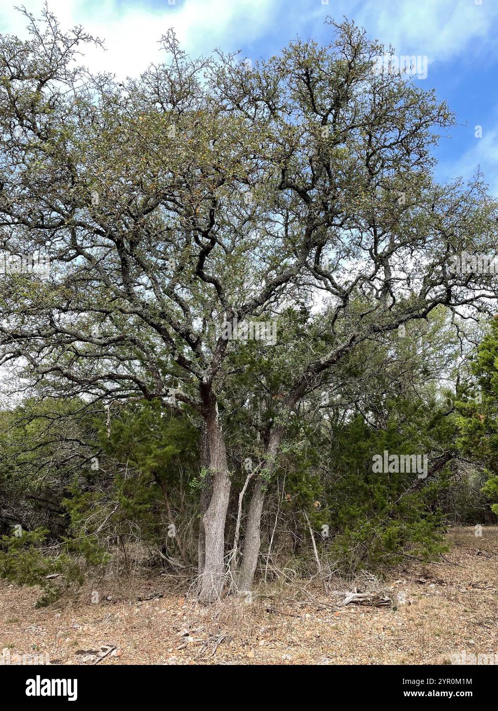 Texas live oak (Quercus fusiformis Stock Photo - Alamy