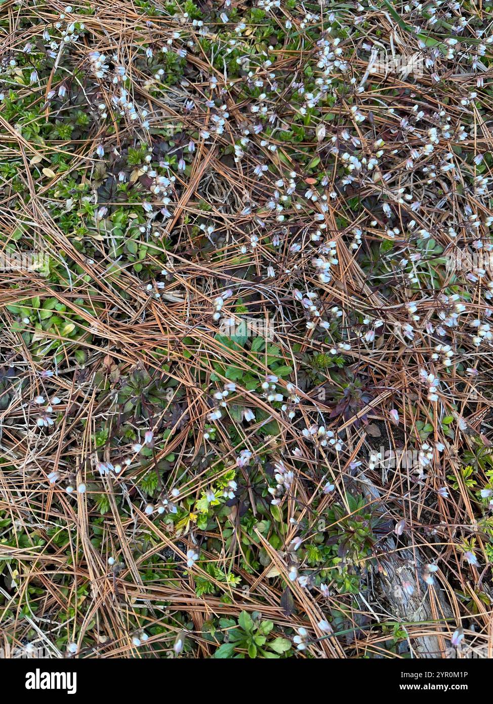 Common Whitlowgrass (Draba verna Stock Photo - Alamy