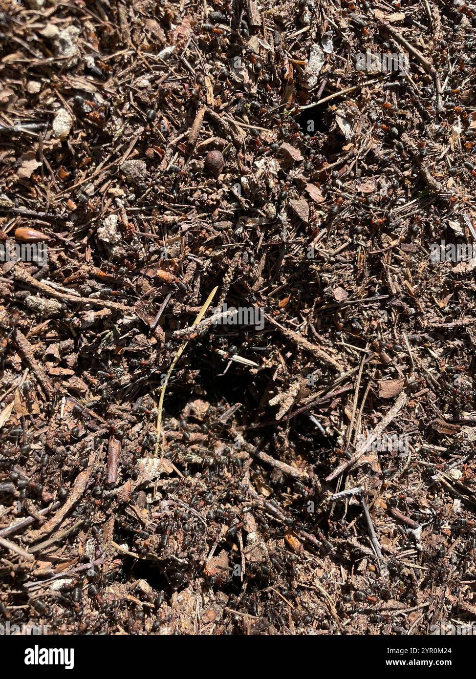 rufa-group Wood Ants (Formica rufa Stock Photo - Alamy
