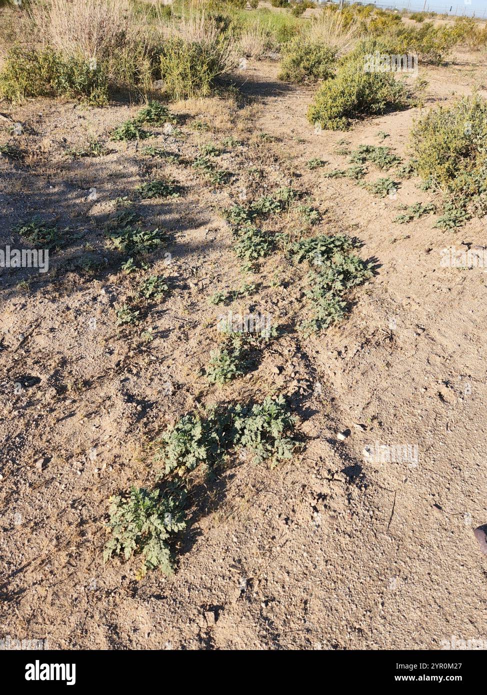 western ragweed (Ambrosia psilostachya Stock Photo - Alamy