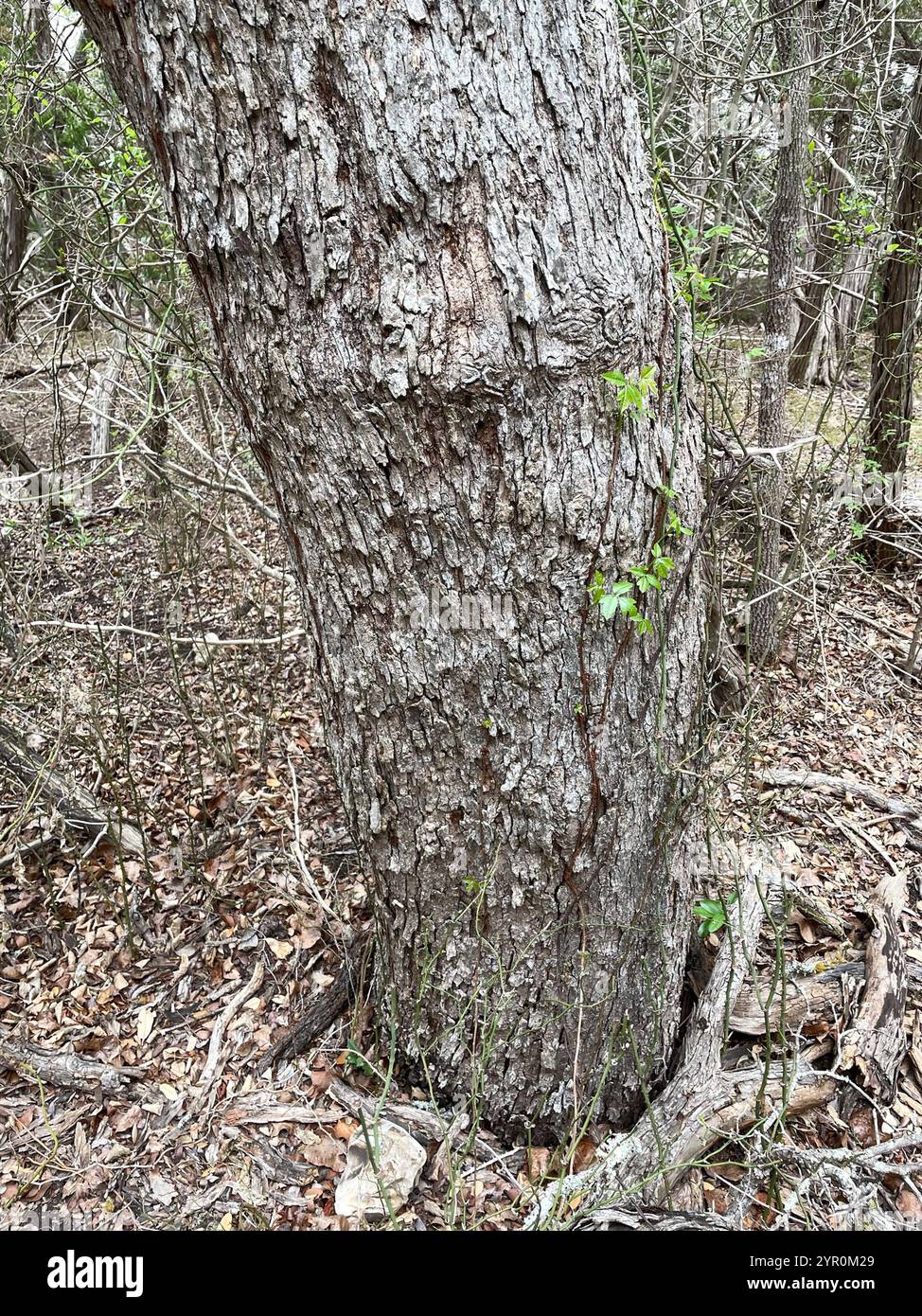 Cedar Elm (Ulmus crassifolia Stock Photo - Alamy