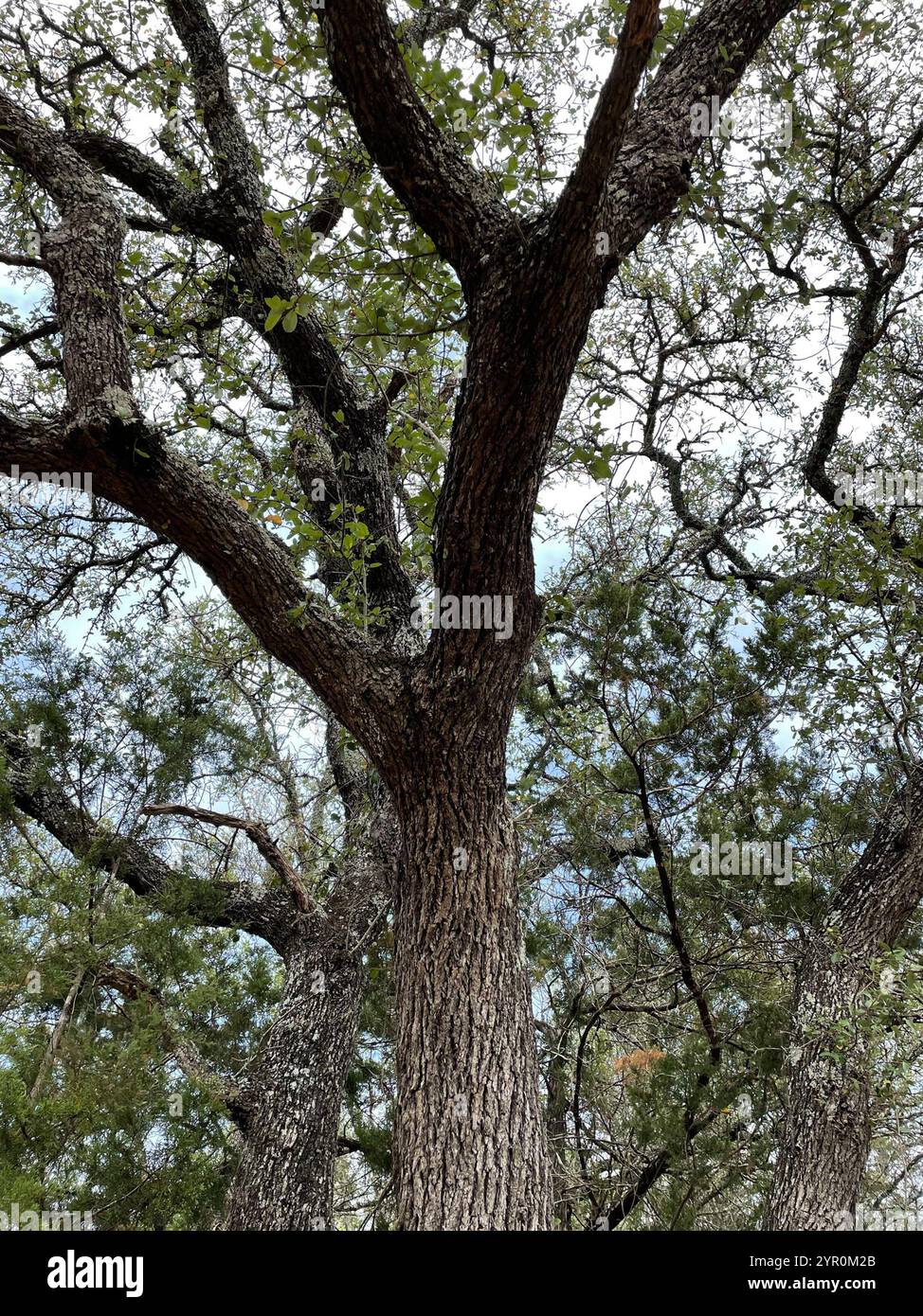 Texas live oak (Quercus fusiformis Stock Photo - Alamy