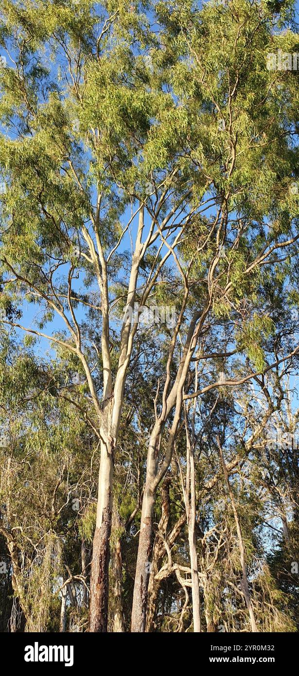 Carbeen (Corymbia tessellaris Stock Photo - Alamy