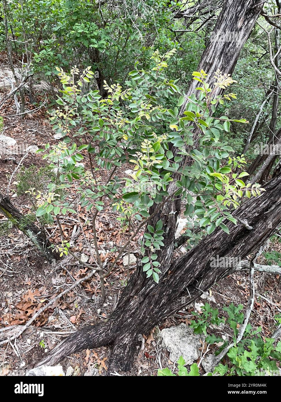 evergreen sumac (Rhus virens Stock Photo - Alamy