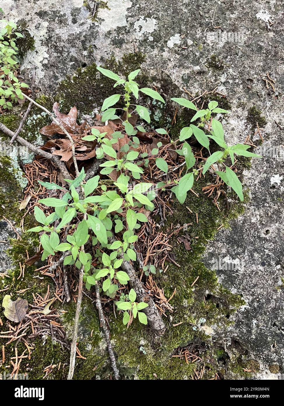 Pennsylvania pellitory (Parietaria pensylvanica Stock Photo - Alamy