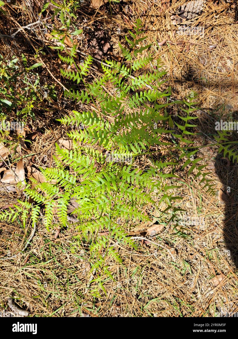 common bracken (Pteridium aquilinum Stock Photo - Alamy