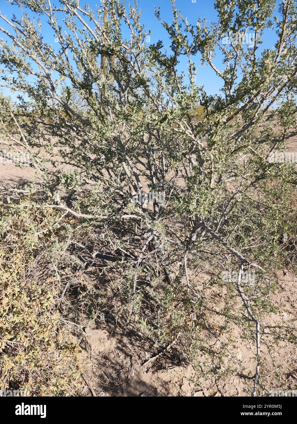 desert ironwood (Olneya tesota Stock Photo - Alamy