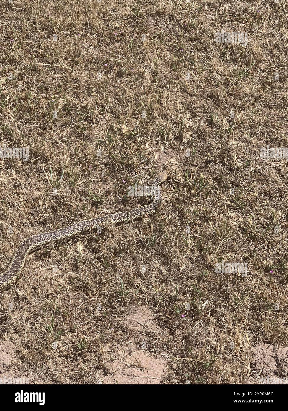 Pacific Gopher Snake (Pituophis catenifer catenifer Stock Photo - Alamy