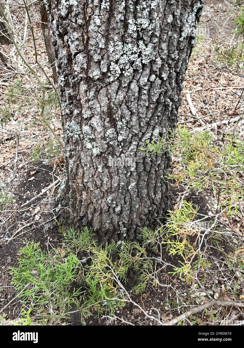 blackjack oak (Quercus marilandica Stock Photo - Alamy