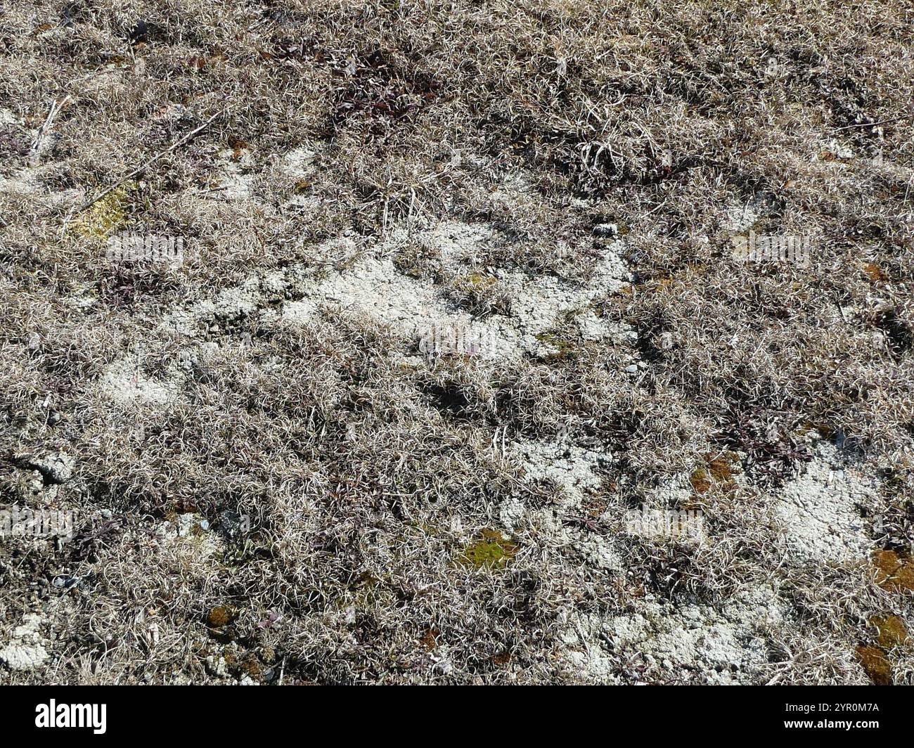 Pink Earth Lichen (Dibaeis baeomyces Stock Photo - Alamy