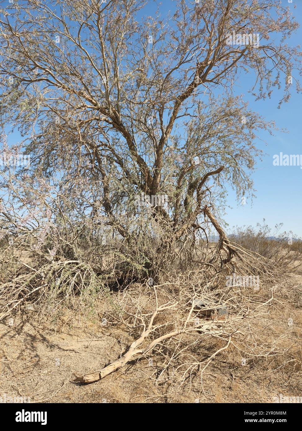 desert ironwood (Olneya tesota Stock Photo - Alamy