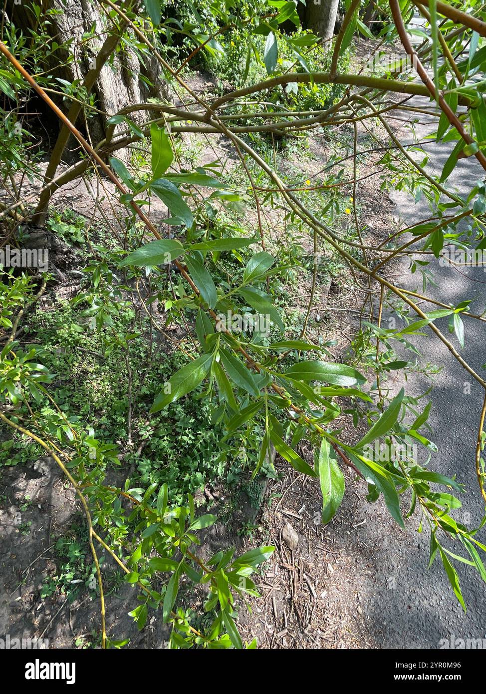 hybrid crack willow (Salix × fragilis Stock Photo - Alamy