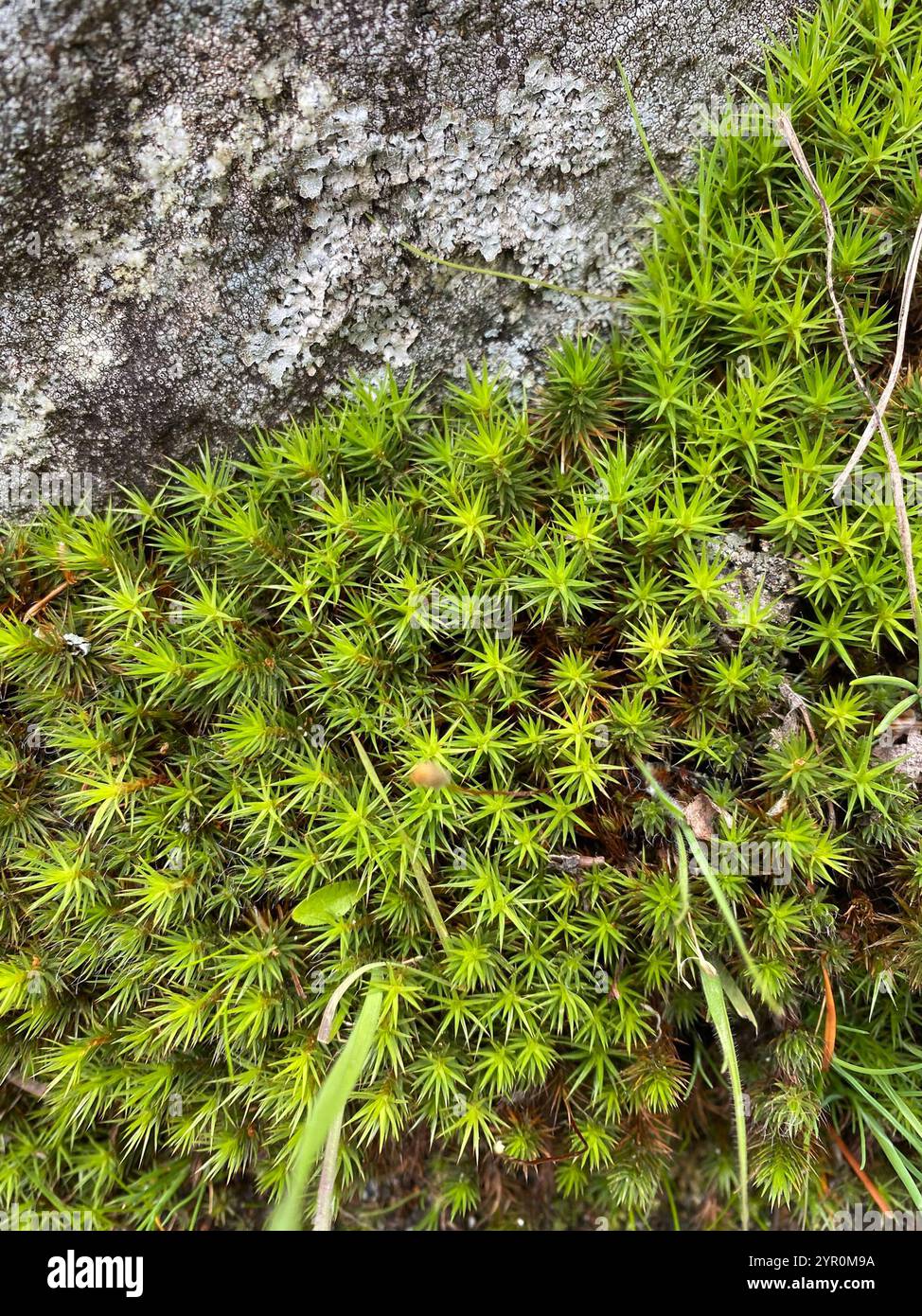 juniper haircap moss (Polytrichum juniperinum Stock Photo - Alamy