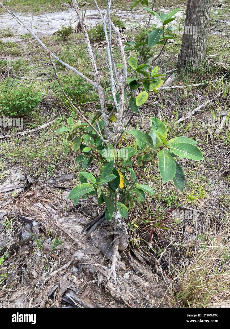 Florida Strangler Fig (Ficus aurea Stock Photo - Alamy