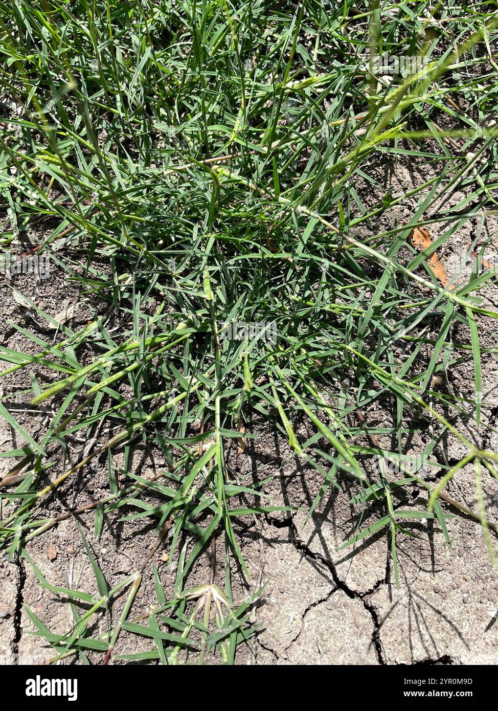 Bermuda grass (Cynodon dactylon Stock Photo - Alamy