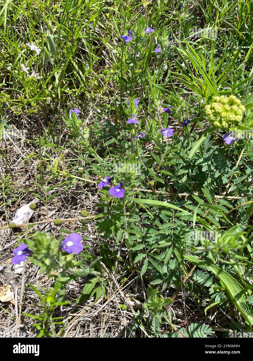 Texas Sage (Salvia texana Stock Photo - Alamy