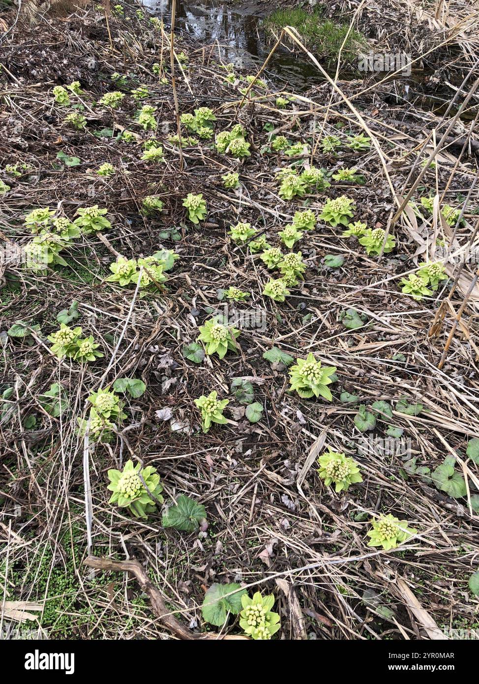 Giant Butterbur (Petasites japonicus Stock Photo - Alamy