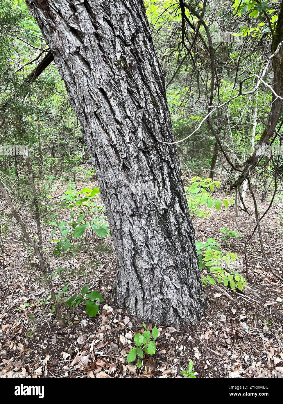 Arizona black walnut (Juglans major Stock Photo - Alamy