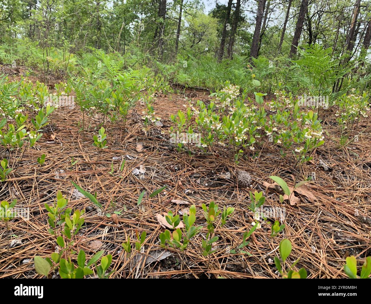 dwarf huckleberry (Gaylussacia dumosa Stock Photo - Alamy